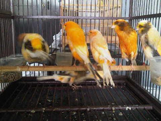 MASTERKICAU777: KENARI F1,F2,F3 YORKSHIRE