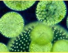 bambang wahyudi: CHLOROPHYTA (CHLOROPHYCEAE) GREEN ALGAE