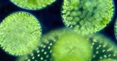 bambang wahyudi: CHLOROPHYTA (CHLOROPHYCEAE) GREEN ALGAE