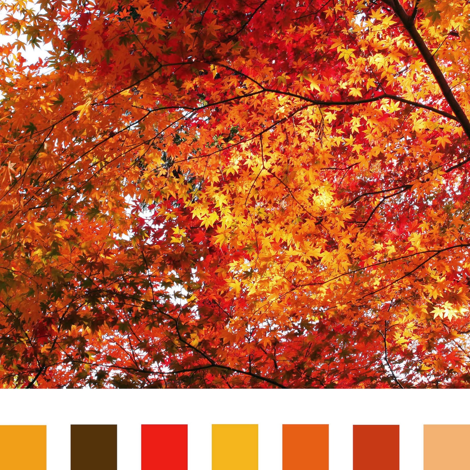 Diane Carnevale: Color inspiration—fall foliage