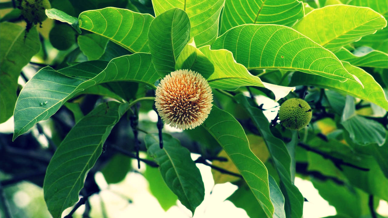 Legenda Pohon Jabon Dan Krishna, Tanaman Suci Kadamba