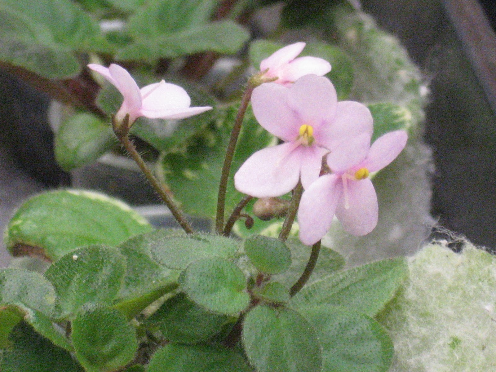 Shanti's African violets: Featured violet: Pixie Luv