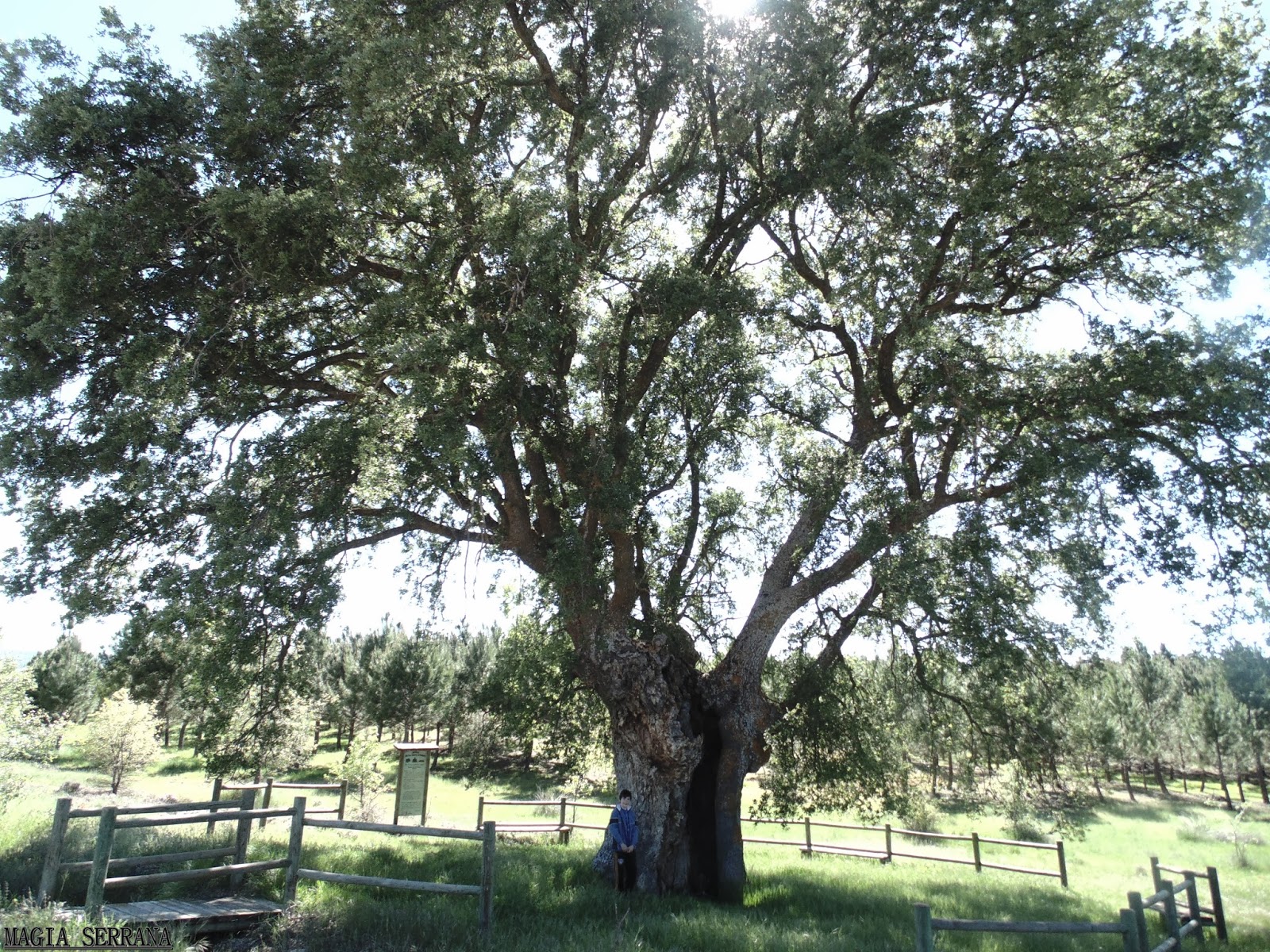 NUESTRO ROBLE, EL QUEJIGO (QUERCUS FAGINEA)