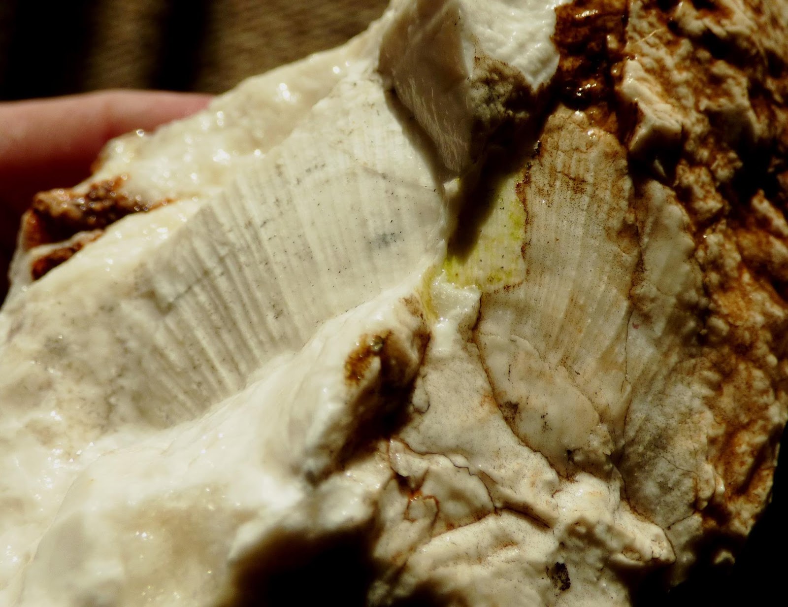 Παλαιοντολογικά ευρήματα στην Αιτωλοακαρνανία: Κατώτερο Λιάσιο ...