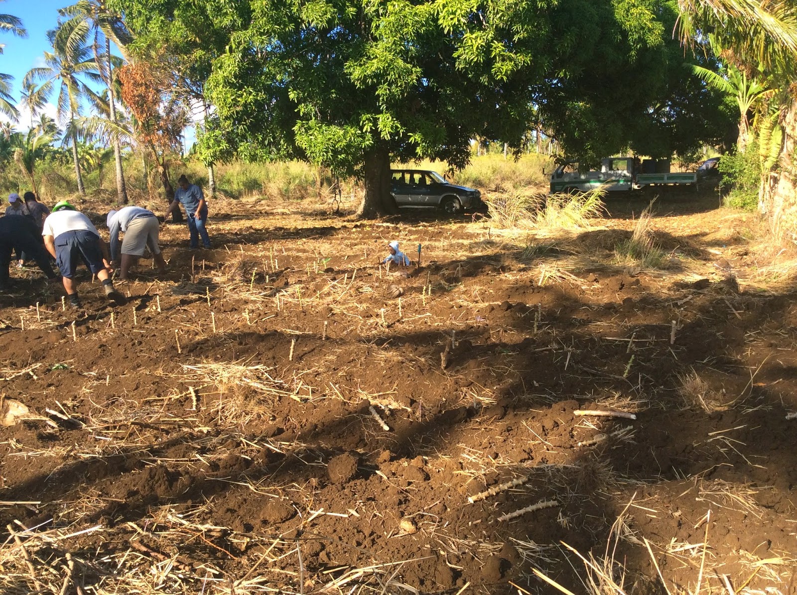Murdocks In Tonga: Visit to Veitongo Farming Project