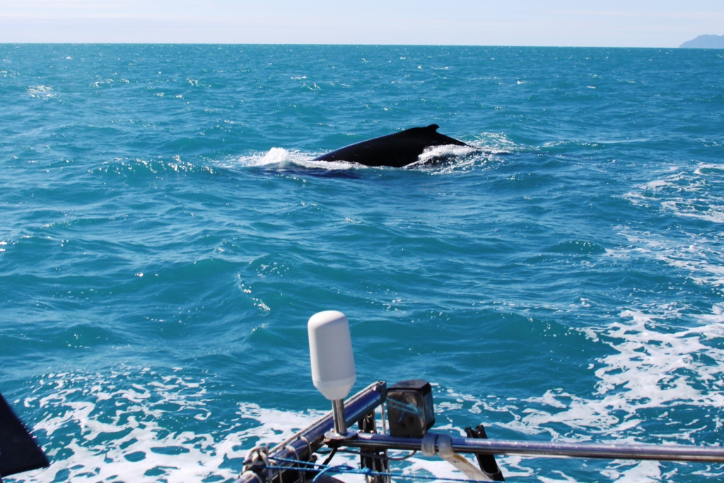 Dreamtime Sail: Upwind to Cape Upstart but having a Whale of a Time