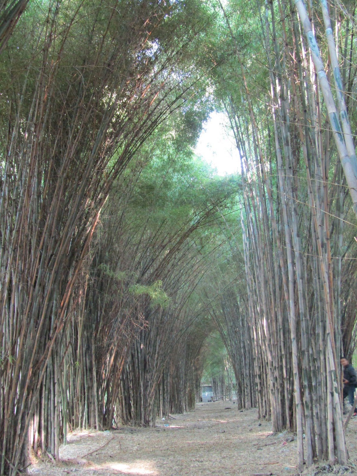 surabayakeren: Kebun Bambu Keputih, Taman Sakura (Surga Selfie Surabaya)