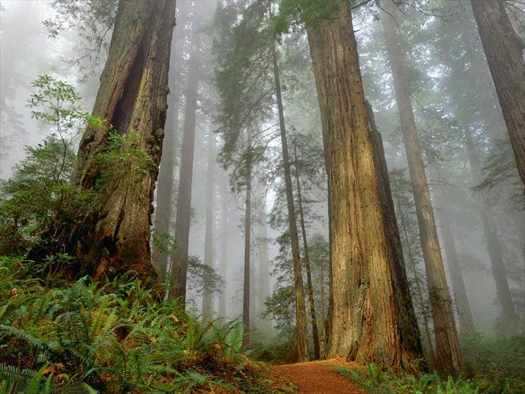 Los hermosos bosques de secuoyas gigantes en California - Las Mejores ...