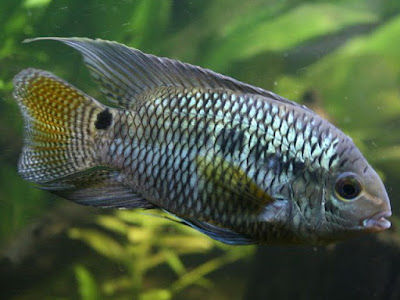 Mania de Aquário: Acará Portalegrense (Blue Port, Aequidens cf dimerus)