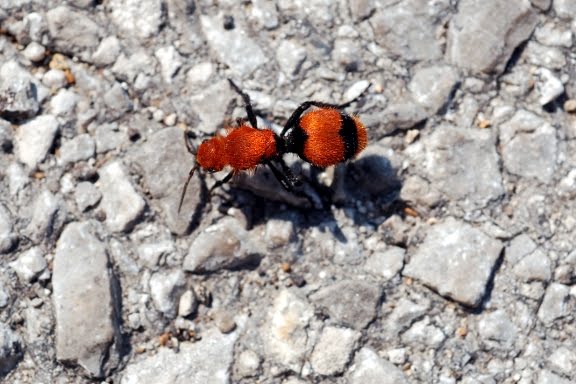 Kingdom Of Fife: Backyard Bugs . . . A 2 for 1 Post