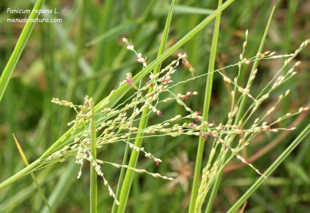 Menuda Natura: Panicum repens L.