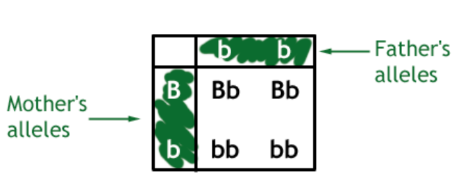 IGCSE Biology: 3.25 predict probabilities of outcomes from monohybrid ...