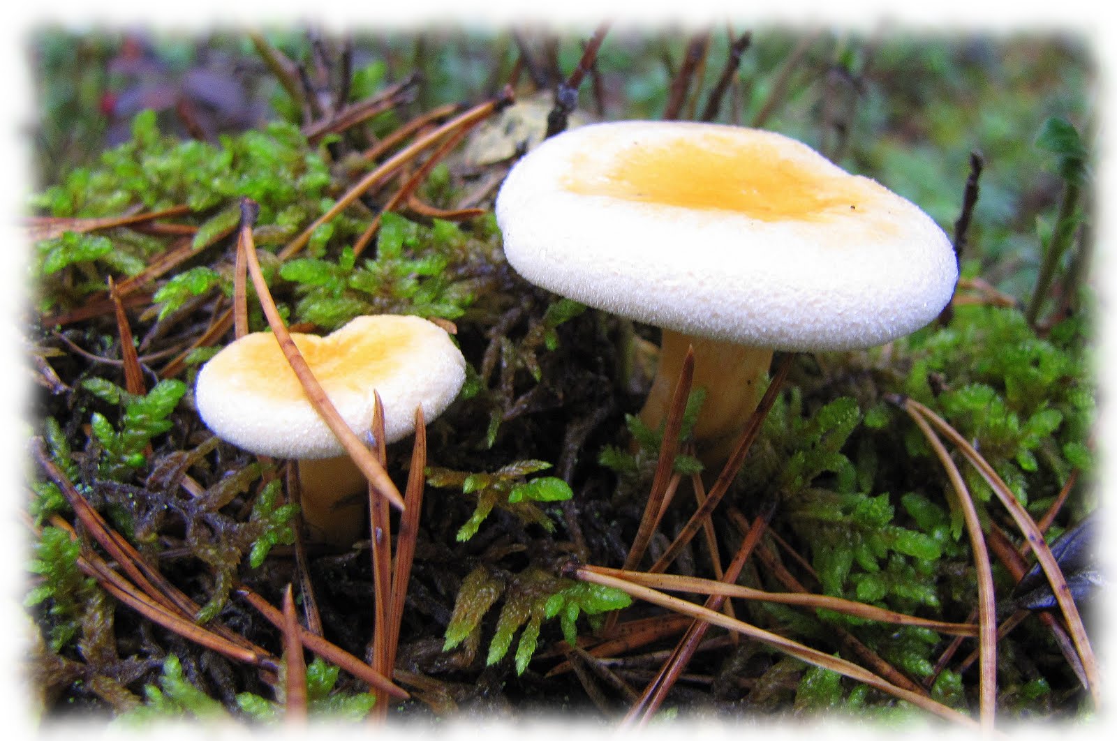 Luontohetkiä: Parit sienet