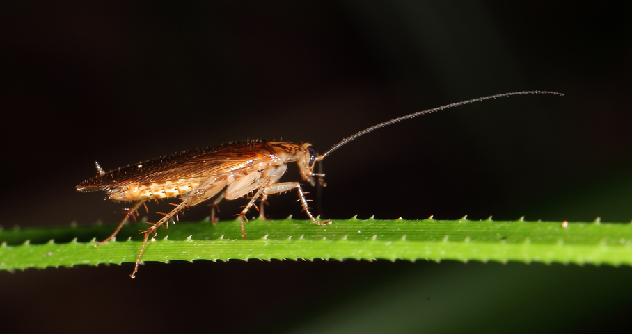 BunyipCo: November 2016