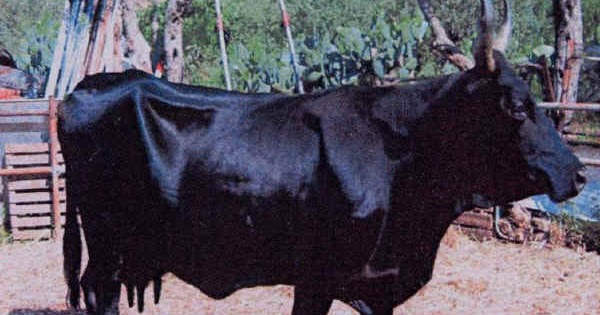 ECOMULO ritorno alla terra: La vacca cinisara, l'oro nero delle ...