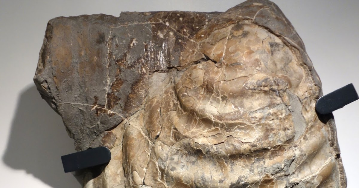 Variety of Life: Inoceramus