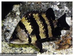 FreshwaterOrnamentalFish: Siamese Tigerfish (Coius / Datnioides ...