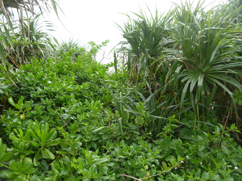 Okinawan Odyssey: Ie Shima: YYY Resort