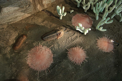 Life Before the Dinosaurs: Halkieria.