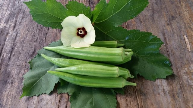 VISIÓN AGROECOLÓGICA: El Quimbombó, alimento y medicina