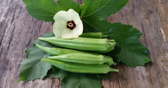 VISIÓN AGROECOLÓGICA: El Quimbombó, alimento y medicina