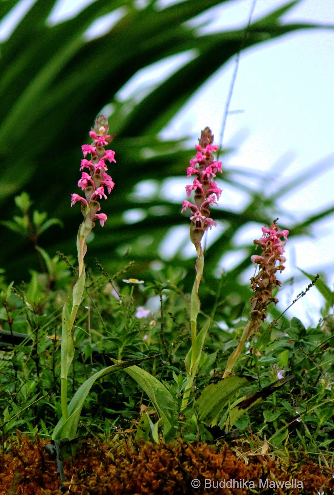 Lanka Nature Summary: Satyrium nepalense