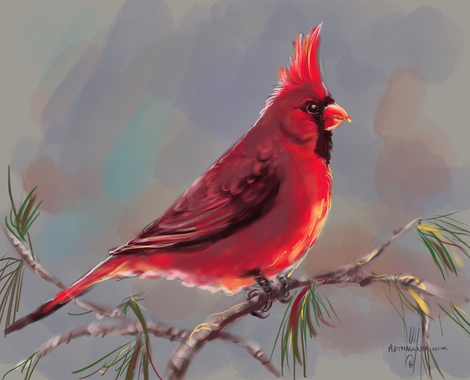 Birds: Northern Cardinal