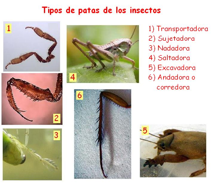 Desde las gavetas de mi escritorio: Las estructuras externas de los ...