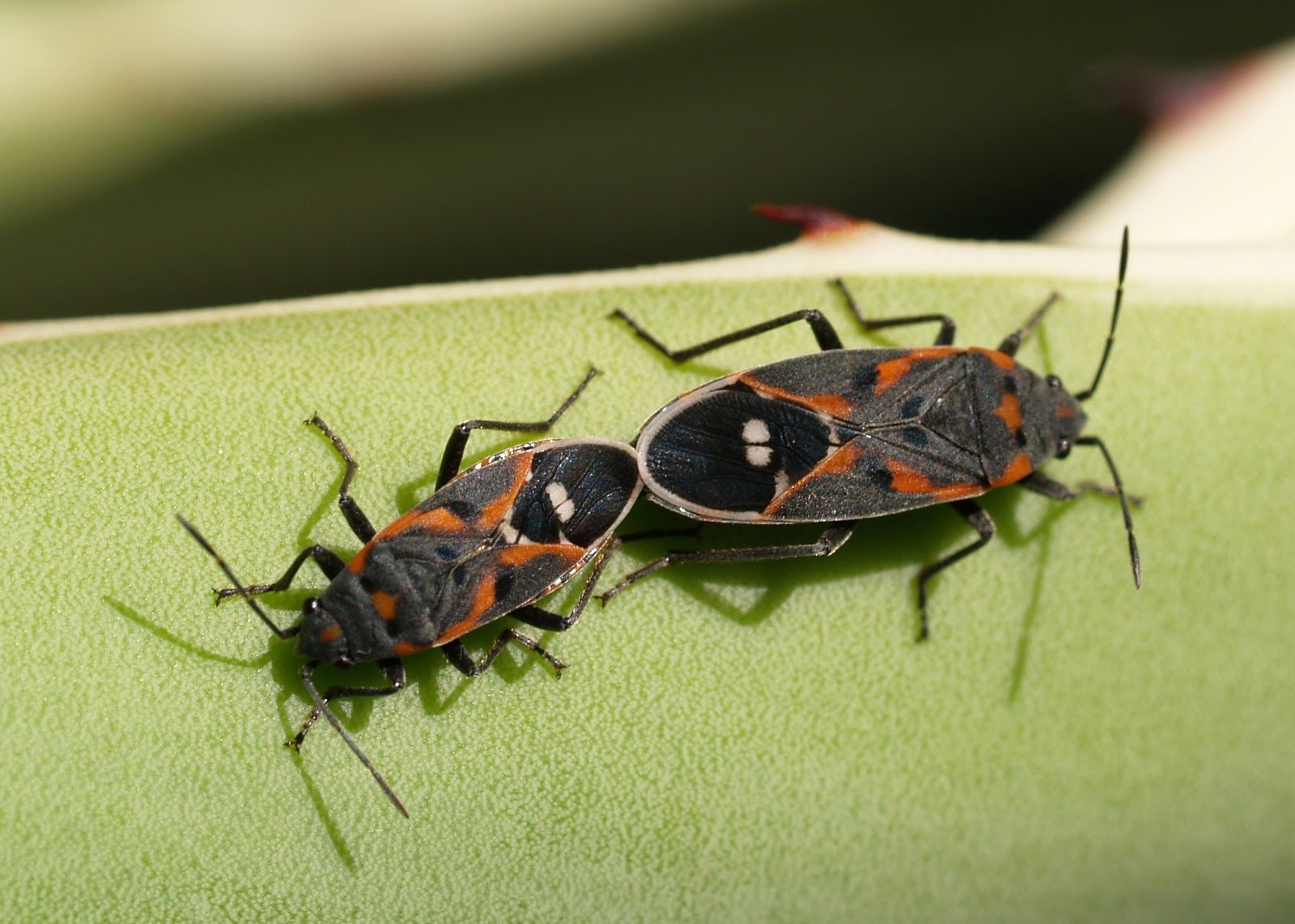 Arizona: Beetles, Bugs, Birds and more: True Bugs on Cactus