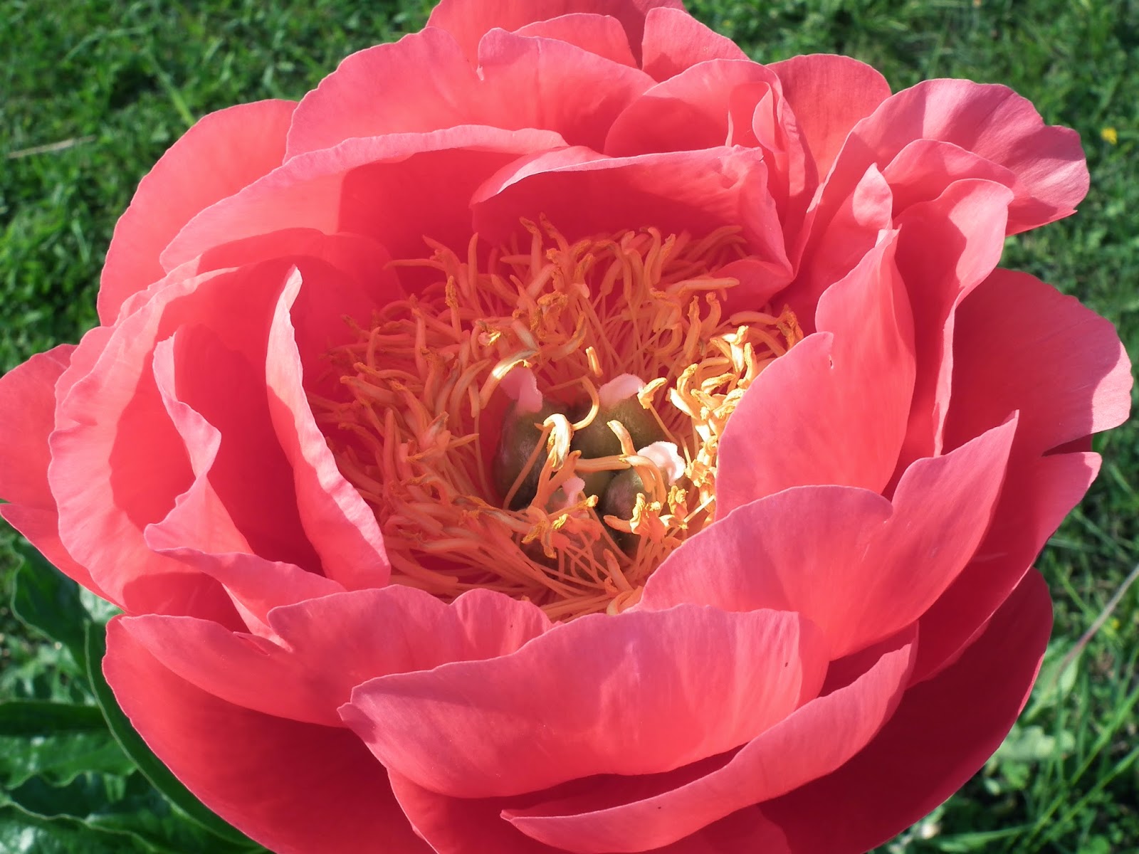 Peonies: Peonies third week of blooms