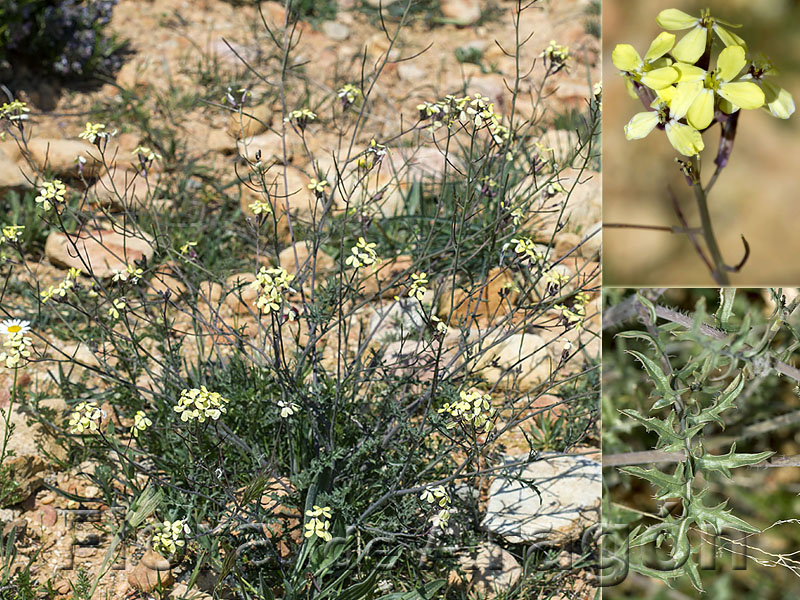 Flora de Aragón: Diplotaxis virgata subsp. virgata