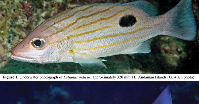 Species New to Science: [Ichthyology • 2013] Two new species of ...