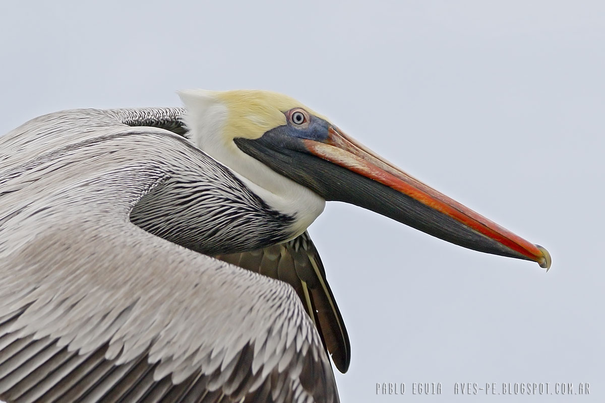 mis fotos de aves: Pelecanus occidentalis Pelícano Pardo Brown Pelican