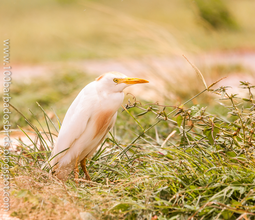 Birds of Barbados: A Year of Birds