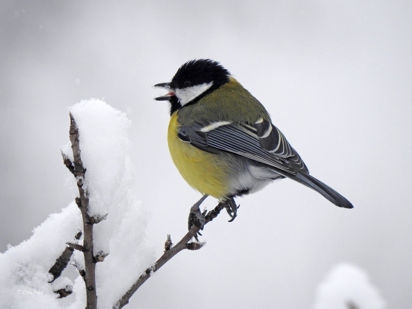 PASARI DIN ROMANIA: PITIGOI MARE, Parus major