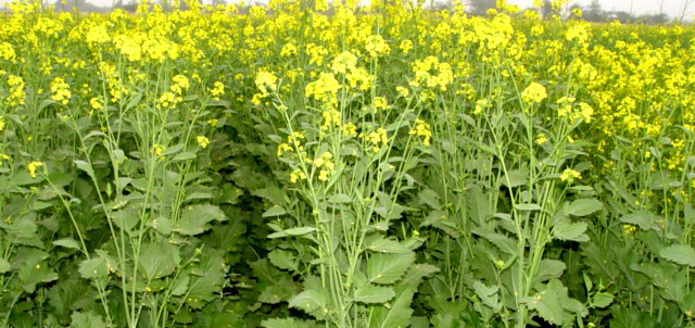 Mustard Crop Growth Status in Haryana
