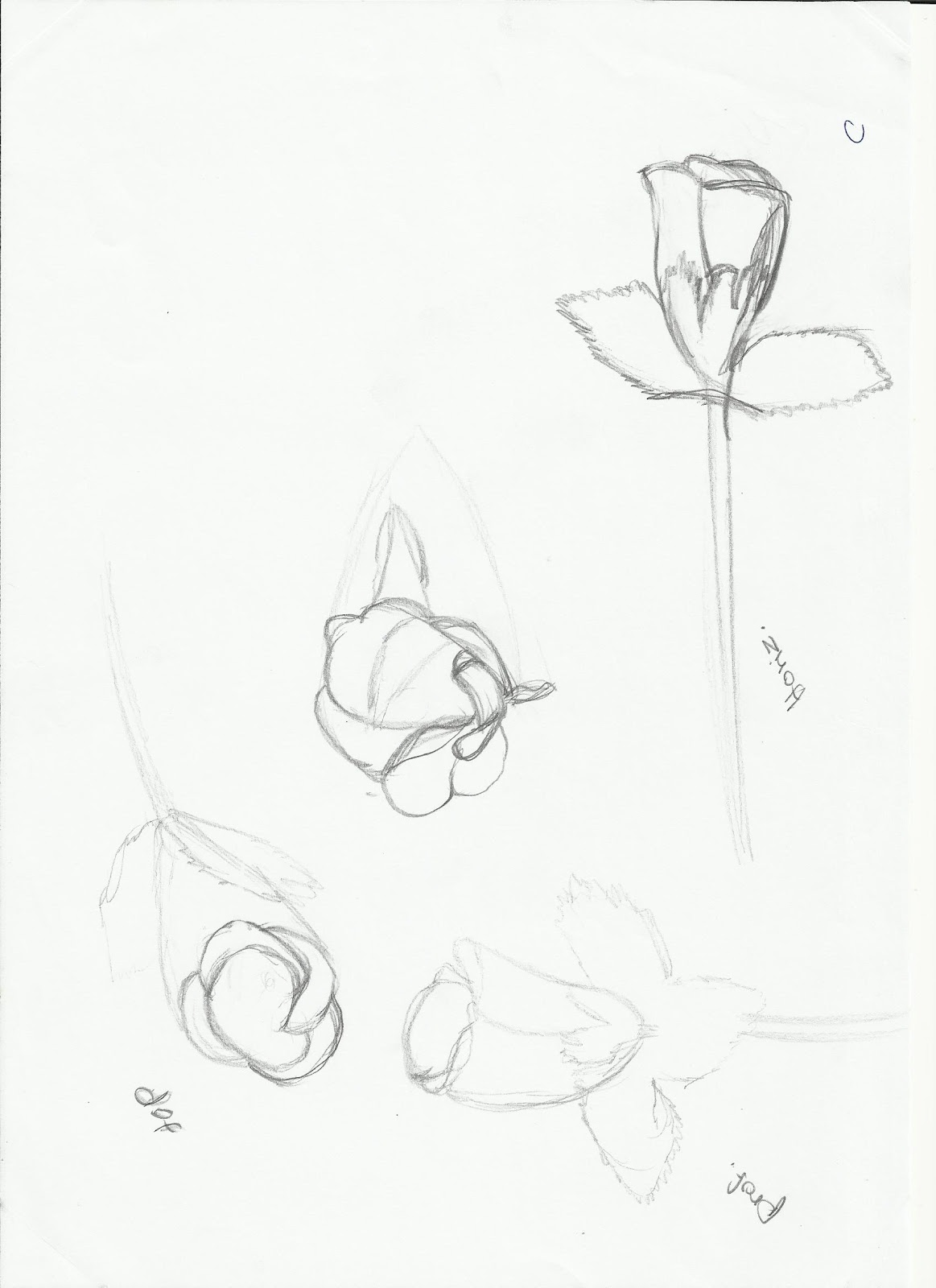 First Sketches ~ NAHED ...