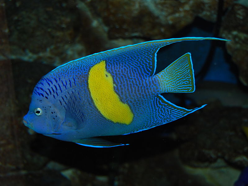 List of all fishes with all information, pictures and videos: Blue moon ...