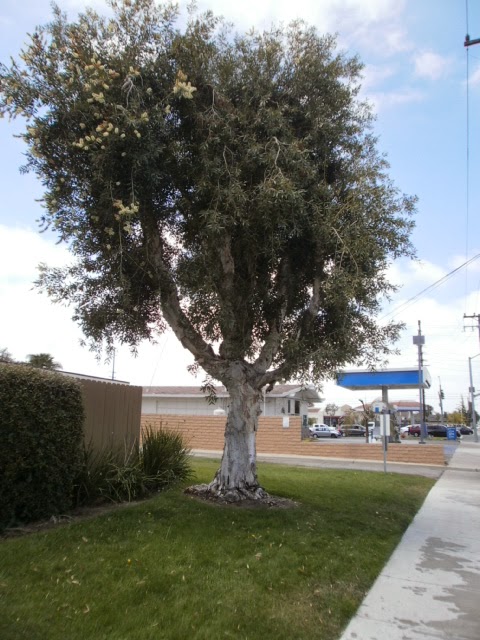 アメリカにずっと住む．．．つもり: フトモモ科 メラルーカ属の木、カジュプット（Cajeput Tree, Melaleuca ...