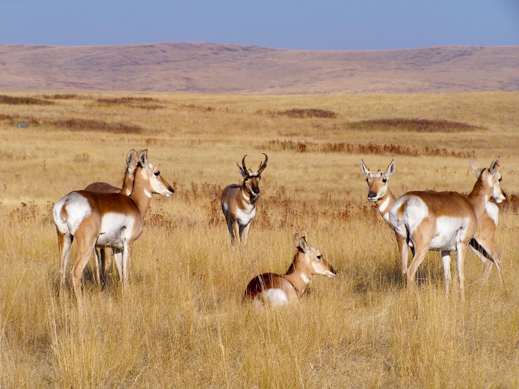 Pronghorn