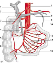 Taysir assistance الإسعاف الطبي تيسير: Vascularisation mésentérique