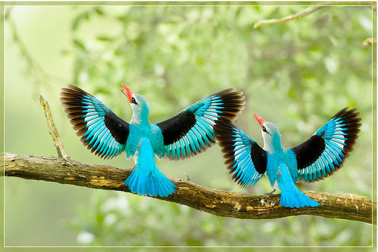 Most Beautiful Flying Birds HD Images - Most Beautifull World