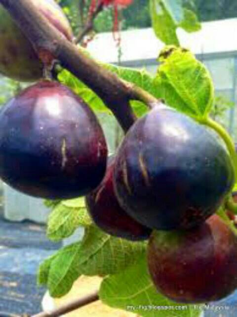 ANGEL NURSERRY FIGS FARM: KATALOG TIN