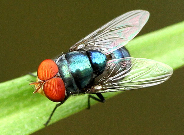 Blowfly - Insects World