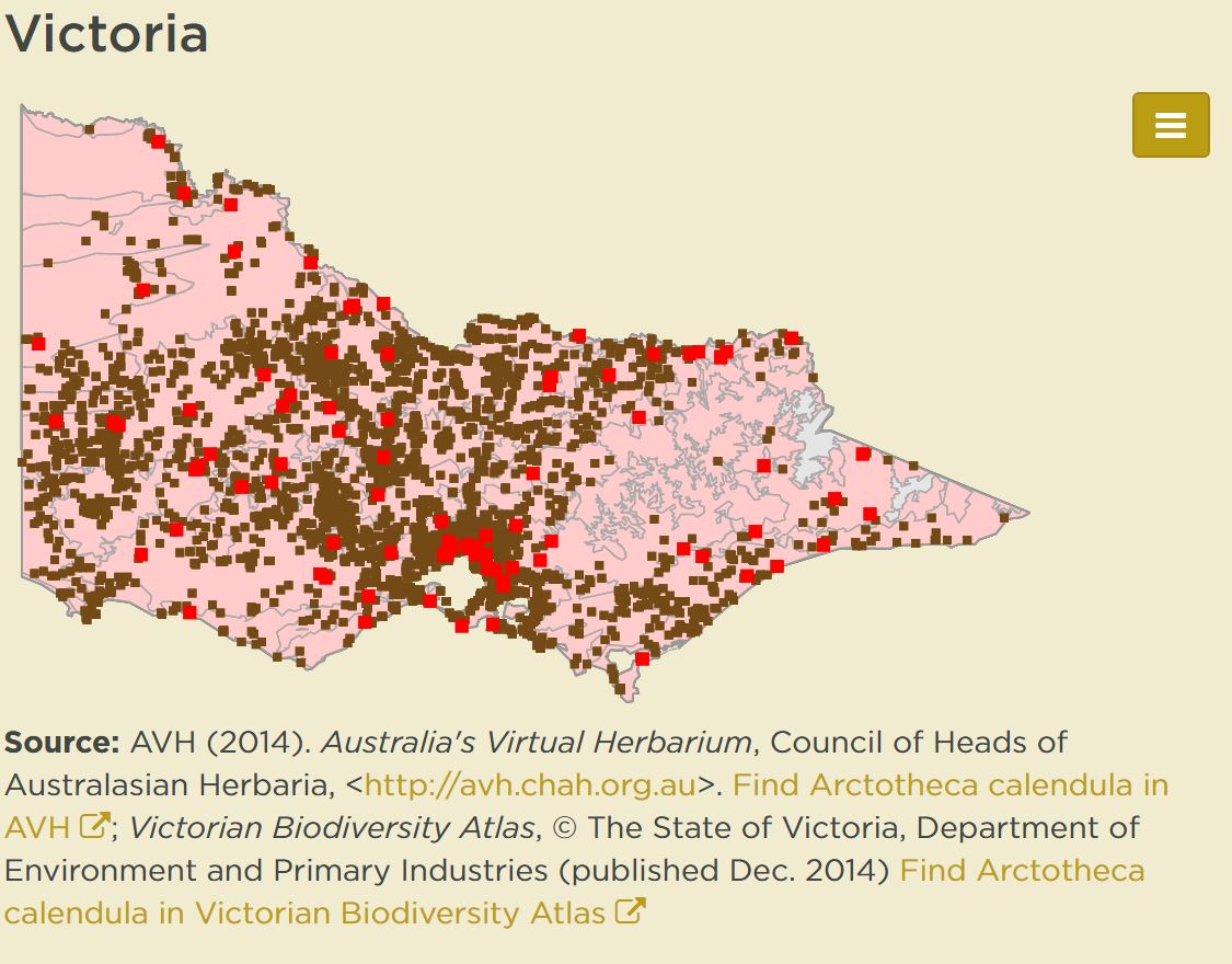 The unappetising Capeweed