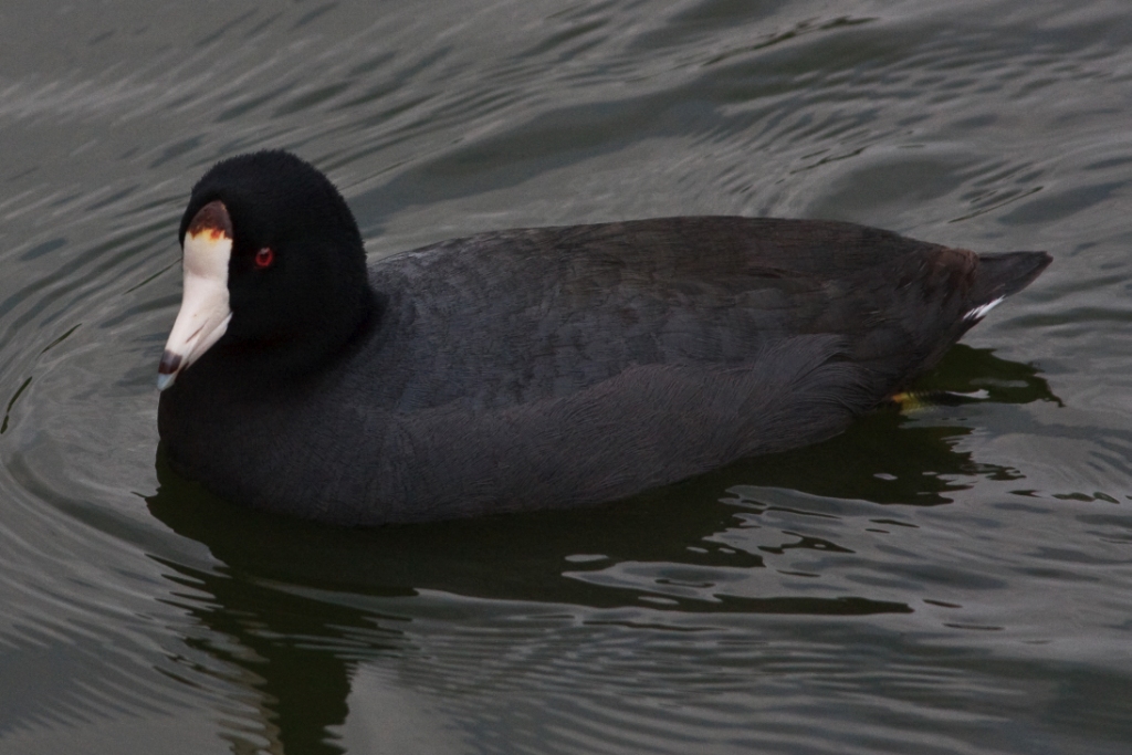 EARLY RISING ON CHAUTAUQUA LAKE: SLEEPING IN AND COOTS
