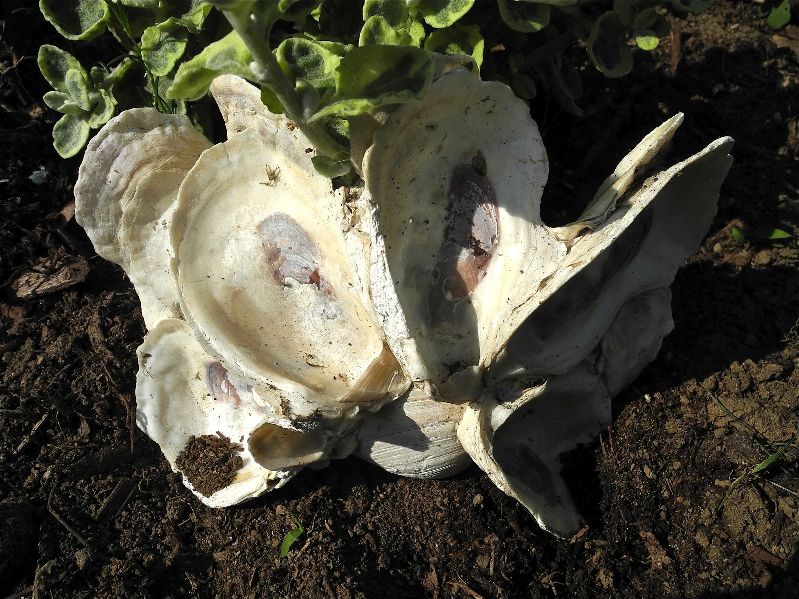 SeaglassSundays: Accidental Shellfish Art