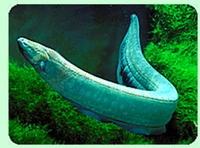 Electric Eel | Info and Photos | The Wildlife