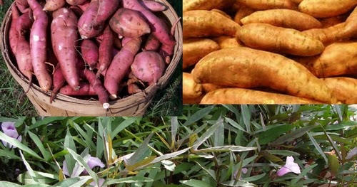 Kilimo bora cha Viazi Vitamu (Sweet potatoes)