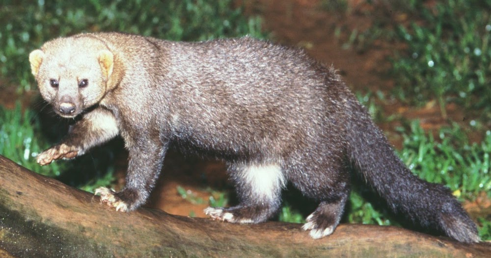 Argentina nativa: Eira (Eira barbara)